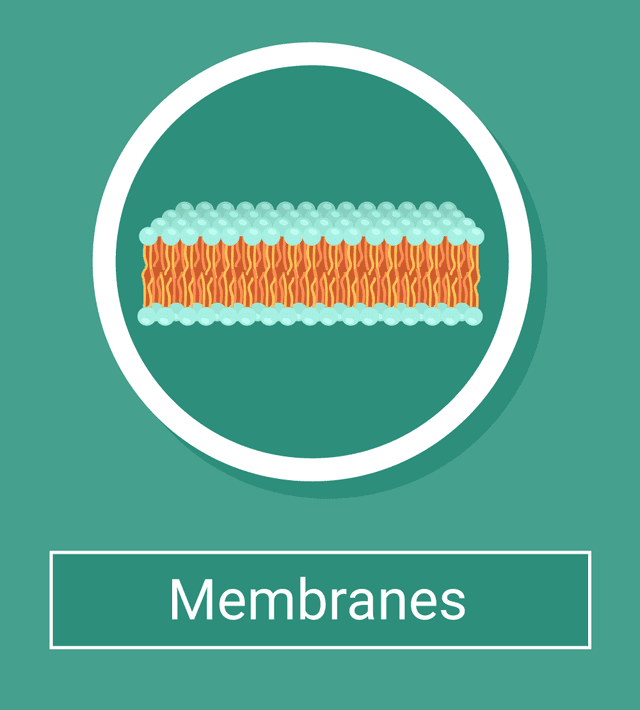 Biological Membrane: Structure & Functions | ConductScience
