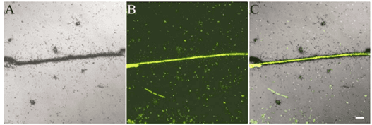 What is Autoradiography? - Conduct Science