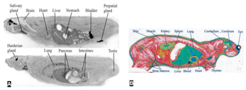 What is Autoradiography? - Conduct Science