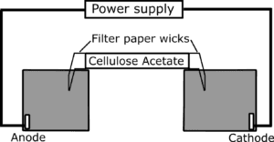 Cellulose Acetate Electrophoresis - Conduct Science