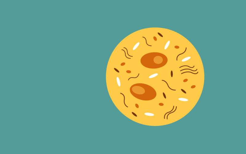 Silver Staining Protocol - Conduct Science