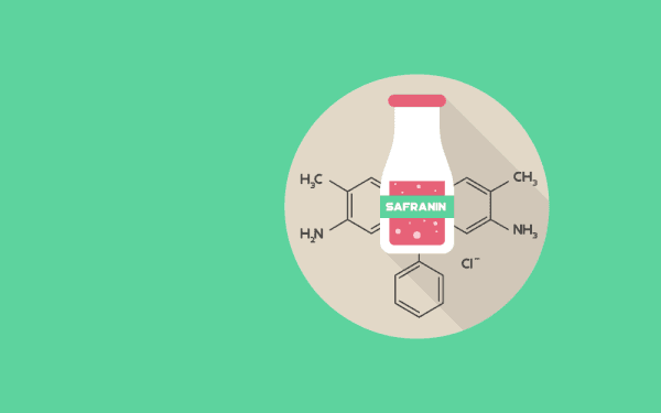 Safranin Staining - Conduct Science