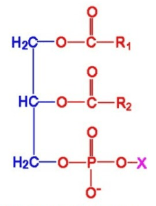 Classification and Biological Functions of Lipids - Conduct Science