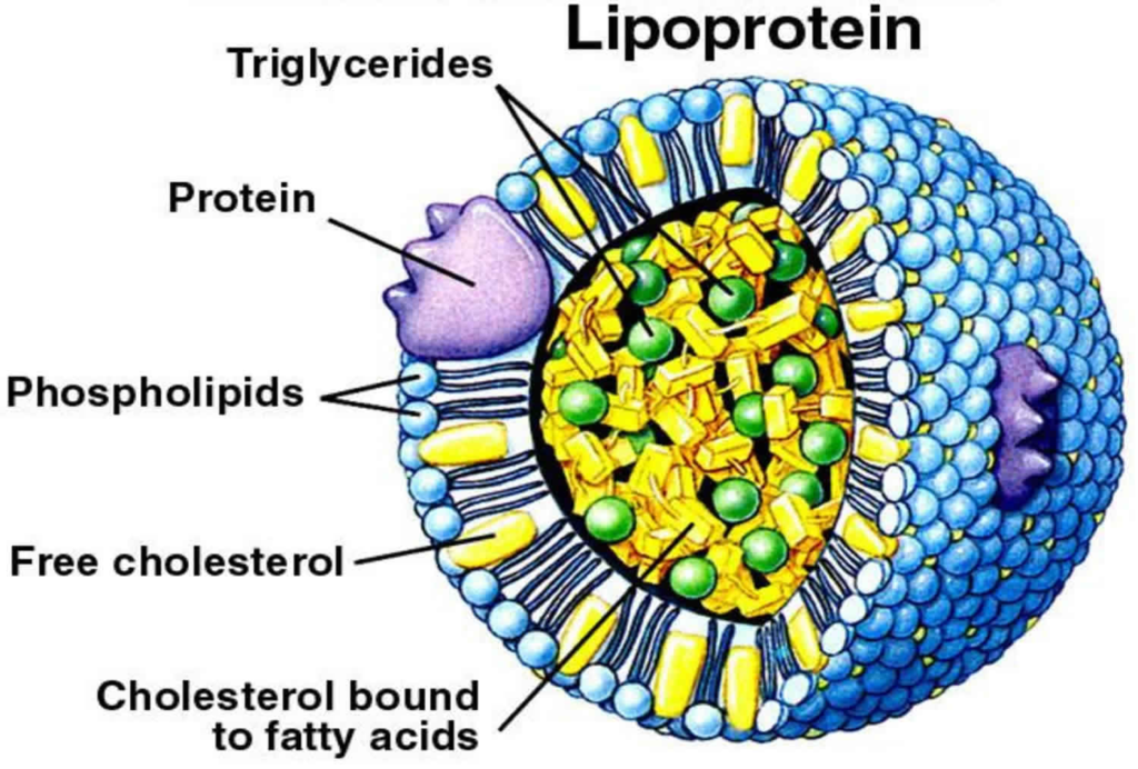 Classification and Biological Functions of Lipids - Conduct Science