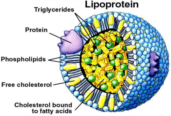Classification and Biological Functions of Lipids - Conduct Science