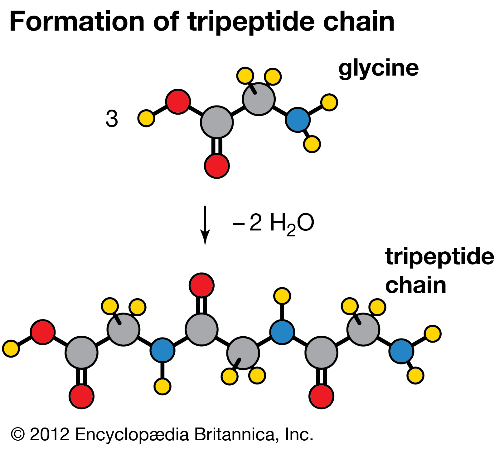 Amino Acids: Building Blocks of Proteins - Conduct Science