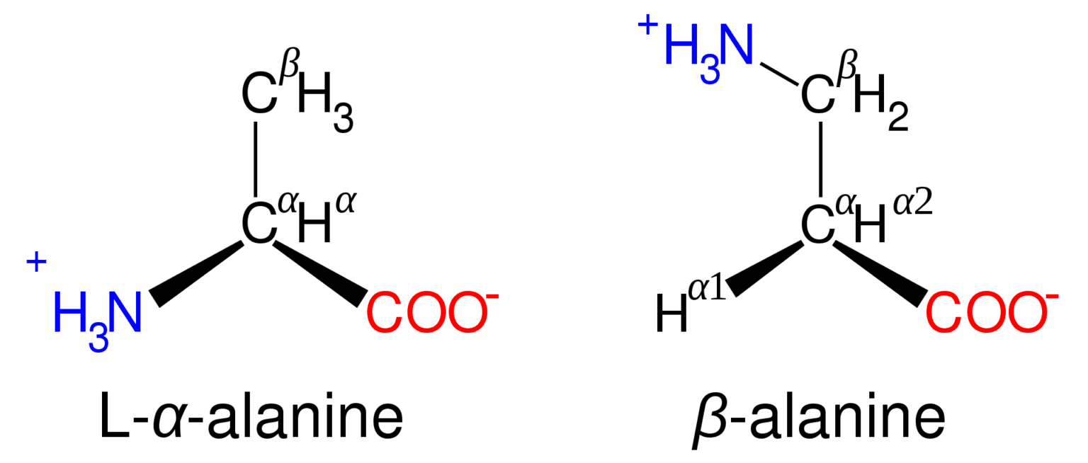 Amino Acids: Building Blocks of Proteins - Conduct Science