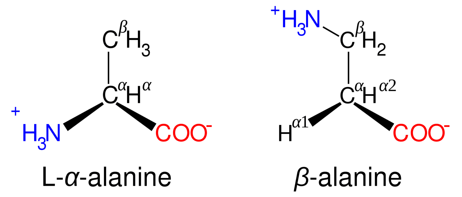Amino Acids: Building Blocks of Proteins - Conduct Science