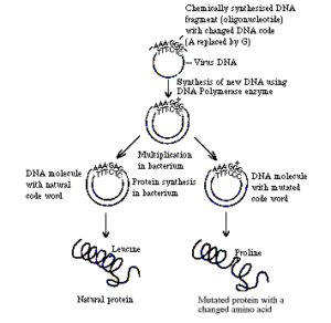 Site-Directed Mutagenesis: Methods and Applications - Conduct Science