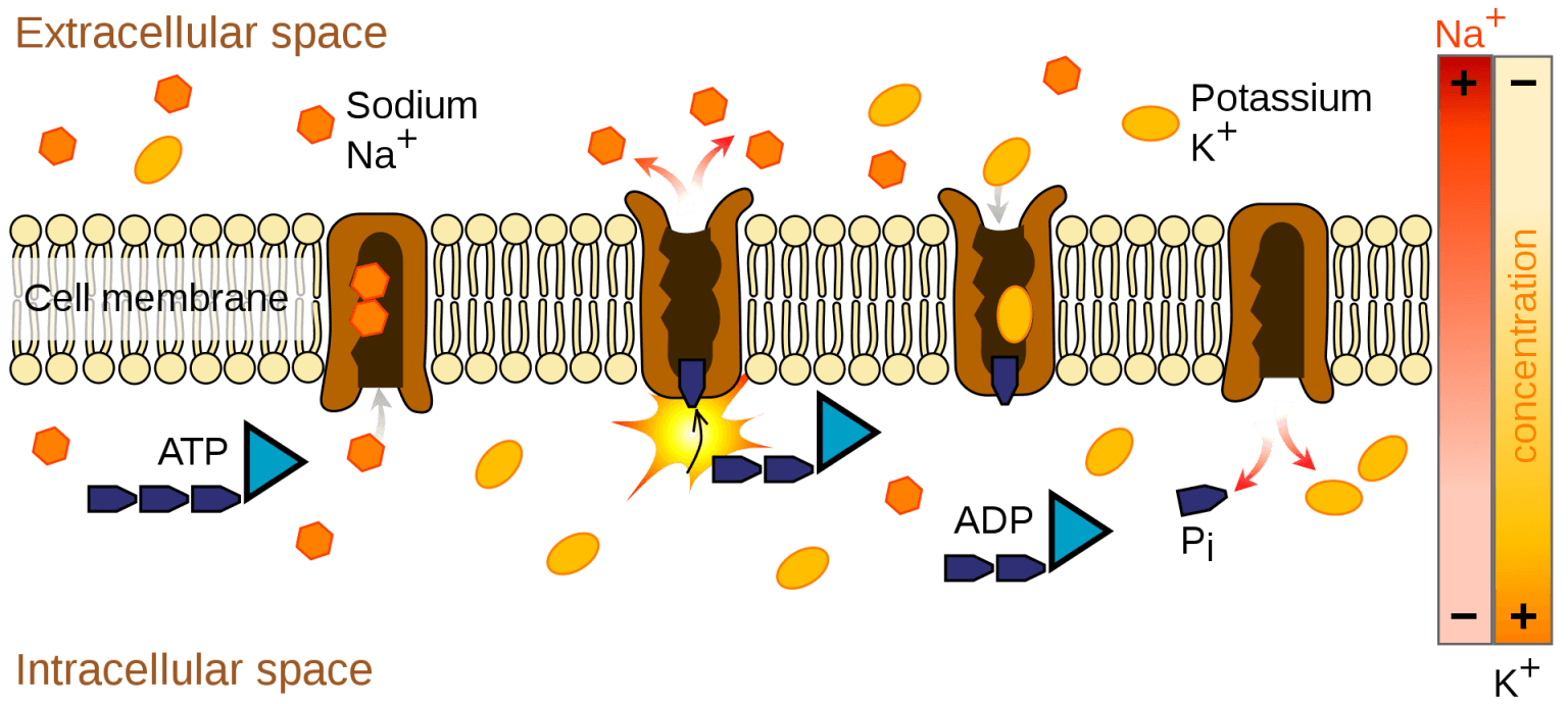 Active Transport: Definition, Types, and Examples - Conduct Science