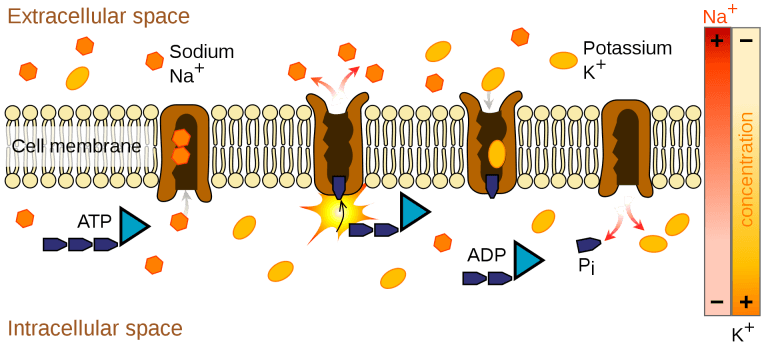 Active Transport: Definition, Types, and Examples - Conduct Science