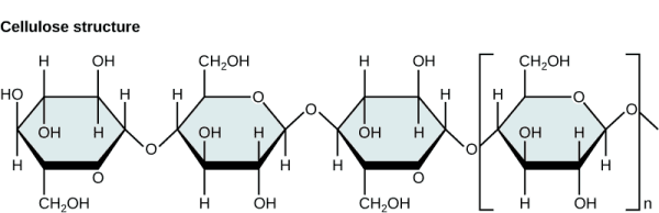 Structure, Classification, and Functions of Carbohydrates