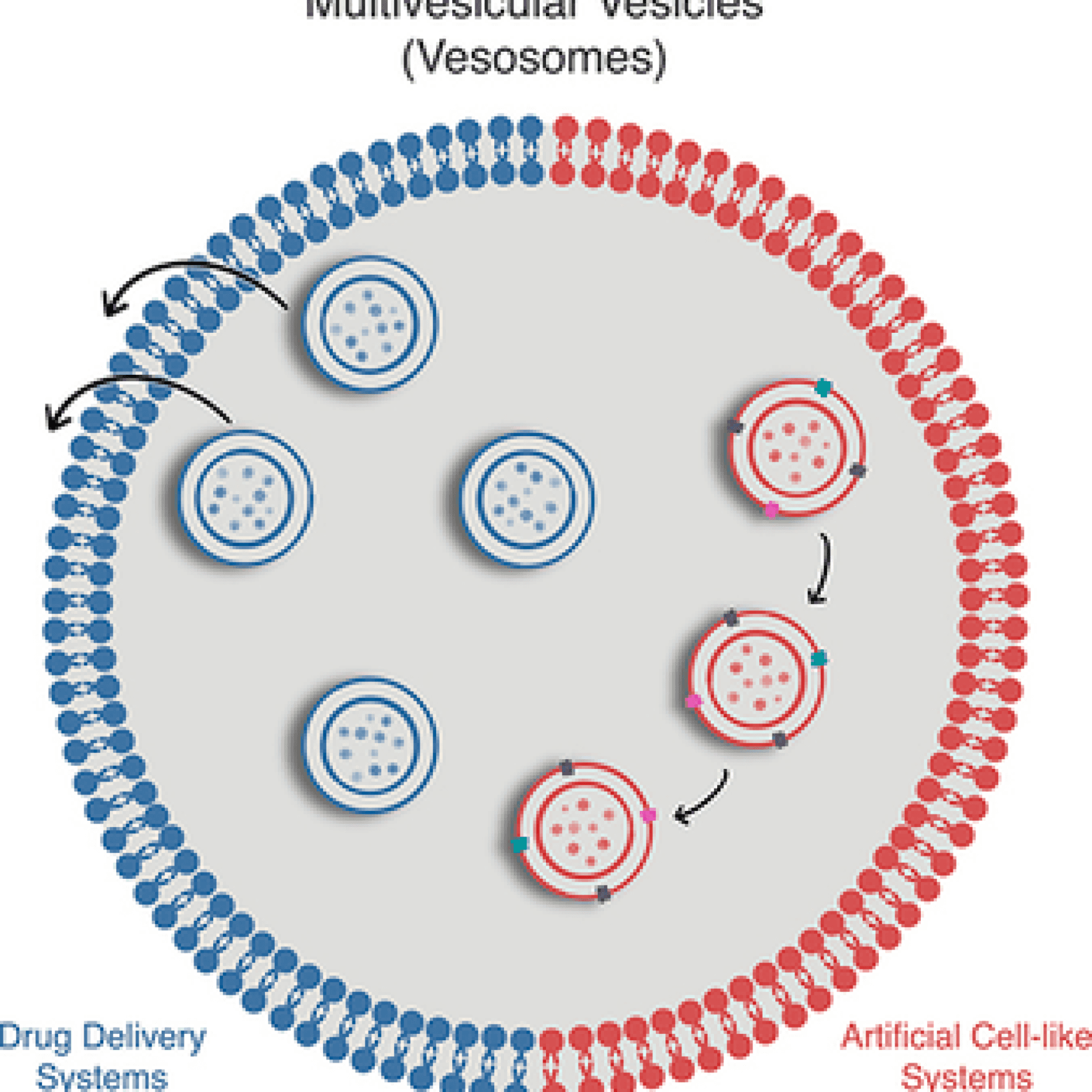 Liposomes: Structure, Classification, and Applications - Conduct Science