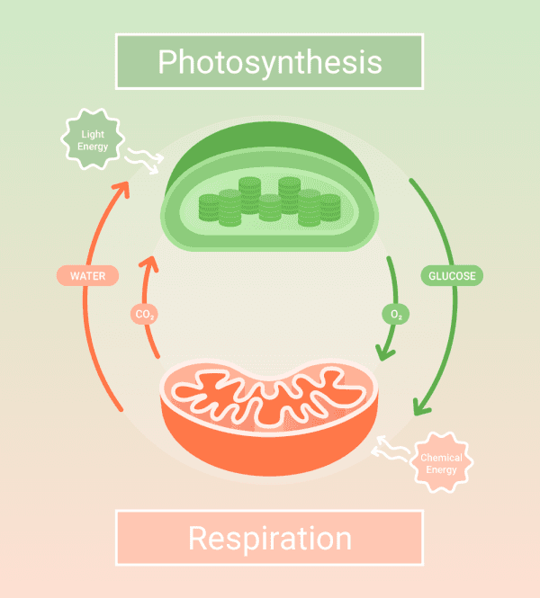 Cellular Respiration Equation, Steps, Types and Importance