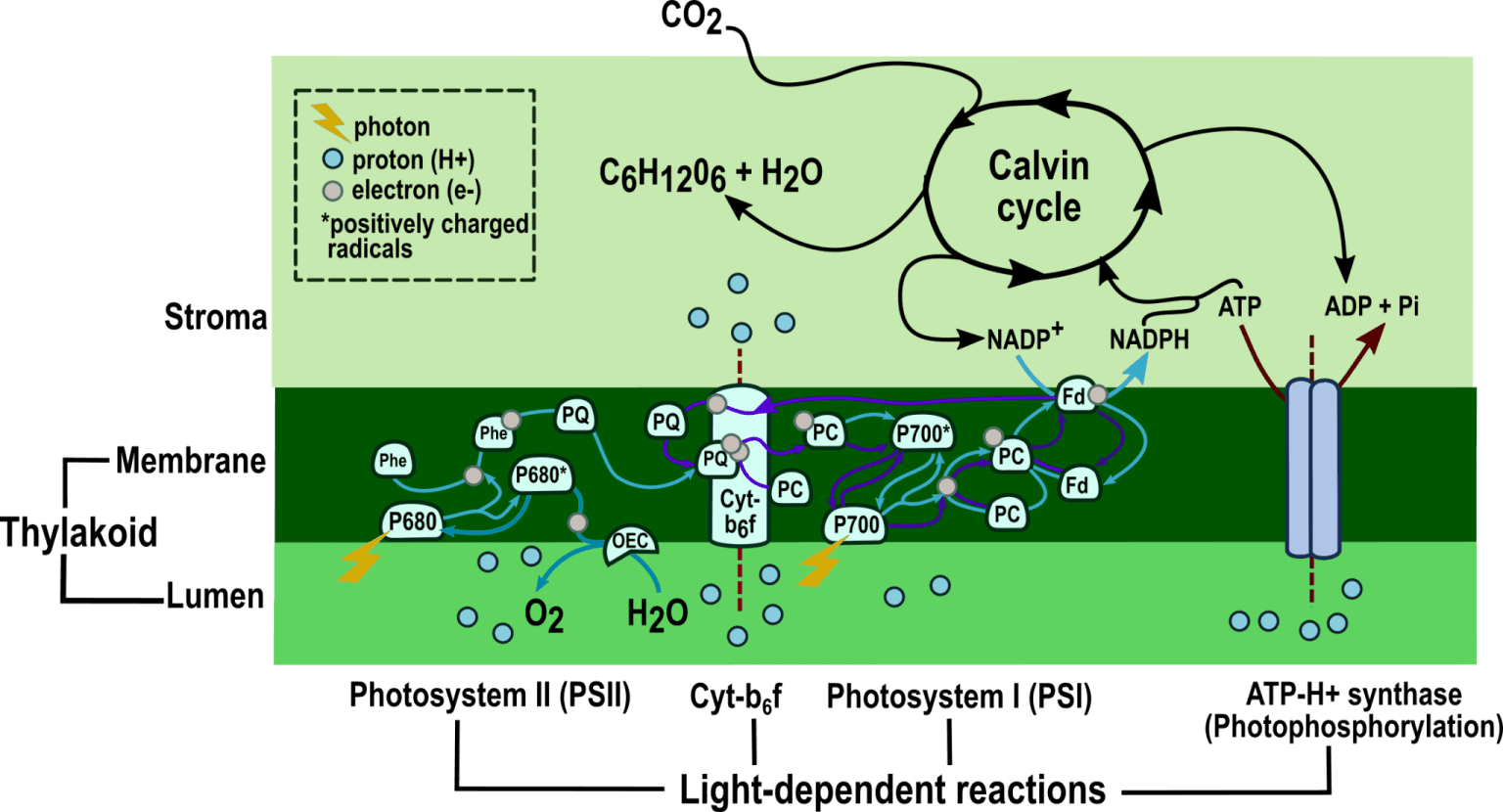 The Calvin Cycle (AKA Light-Independent Reactions)