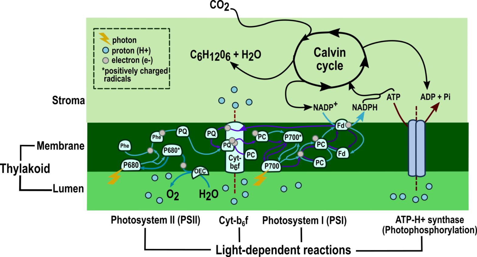Stages of Photosynthesis and Factors Influencing It - Conduct Science