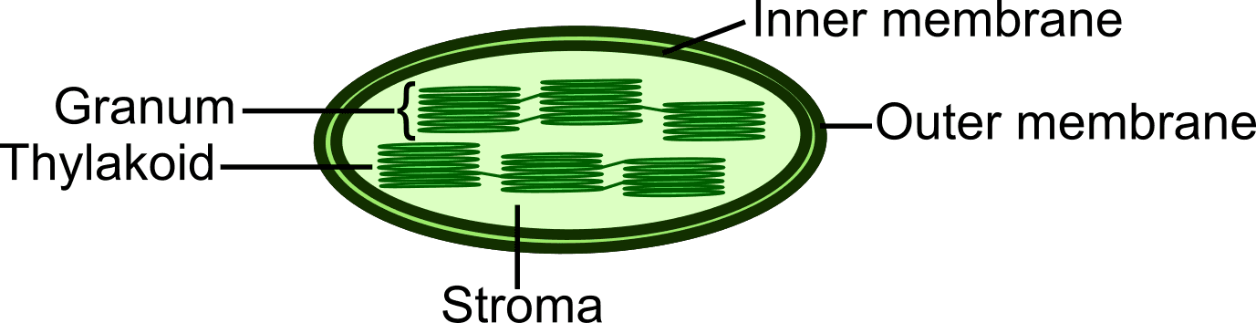 Stages of Photosynthesis and Factors Influencing It - Conduct Science