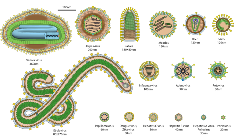 Introduction to Microbiology and Its Importance - Conduct Science