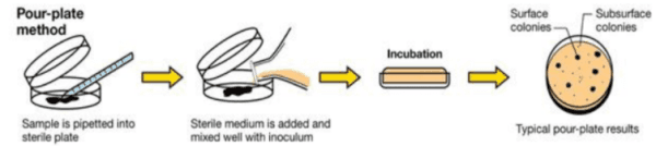 Basic Microbiology Techniques - Conduct Science