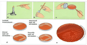 Basic Microbiology Techniques - Conduct Science