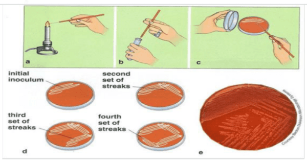 Basic Microbiology Techniques - Conduct Science