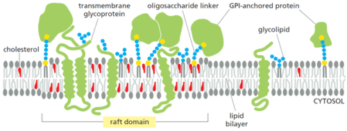 Biological Membrane: Definition, Structure, Components, and Functions