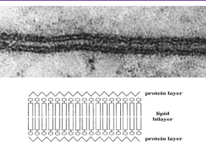 Biological Membrane: Definition, Structure, Components, and Functions