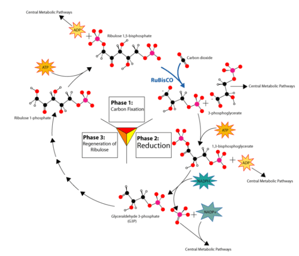 The Calvin Cycle (AKA Light-Independent Reactions)