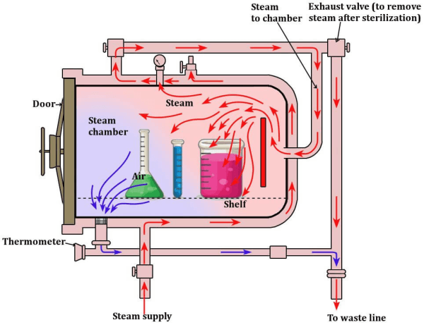 Autoclave Sterilizers 101: How They Work Plus Safety Tips