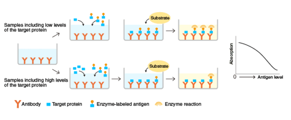 Principle, Technique & Types of ELISA Assay