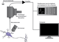 How to Setup a Cardiac Electrophysiology Lab