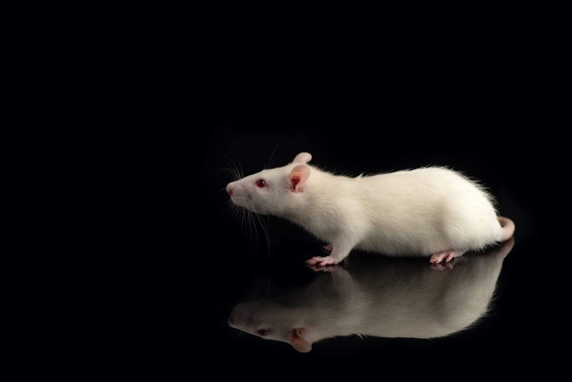 Elevated plus maze - Conduct Science