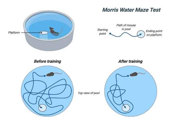 Maze Bazics: Exploring the Morris Water Maze - Conduct Science