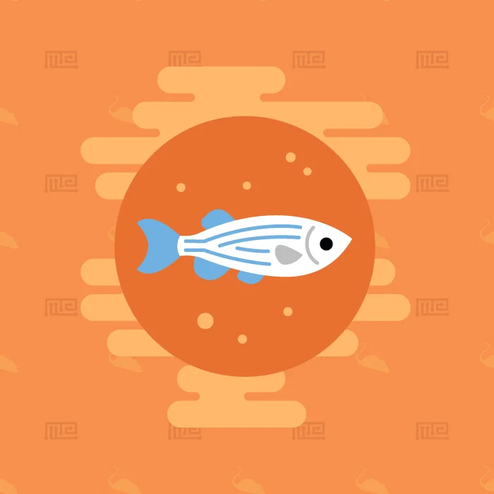 Zebrafish - Conduct Science