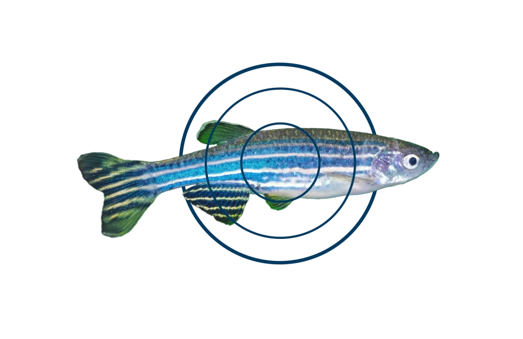 Zebrafish tracking - Conduct Science
