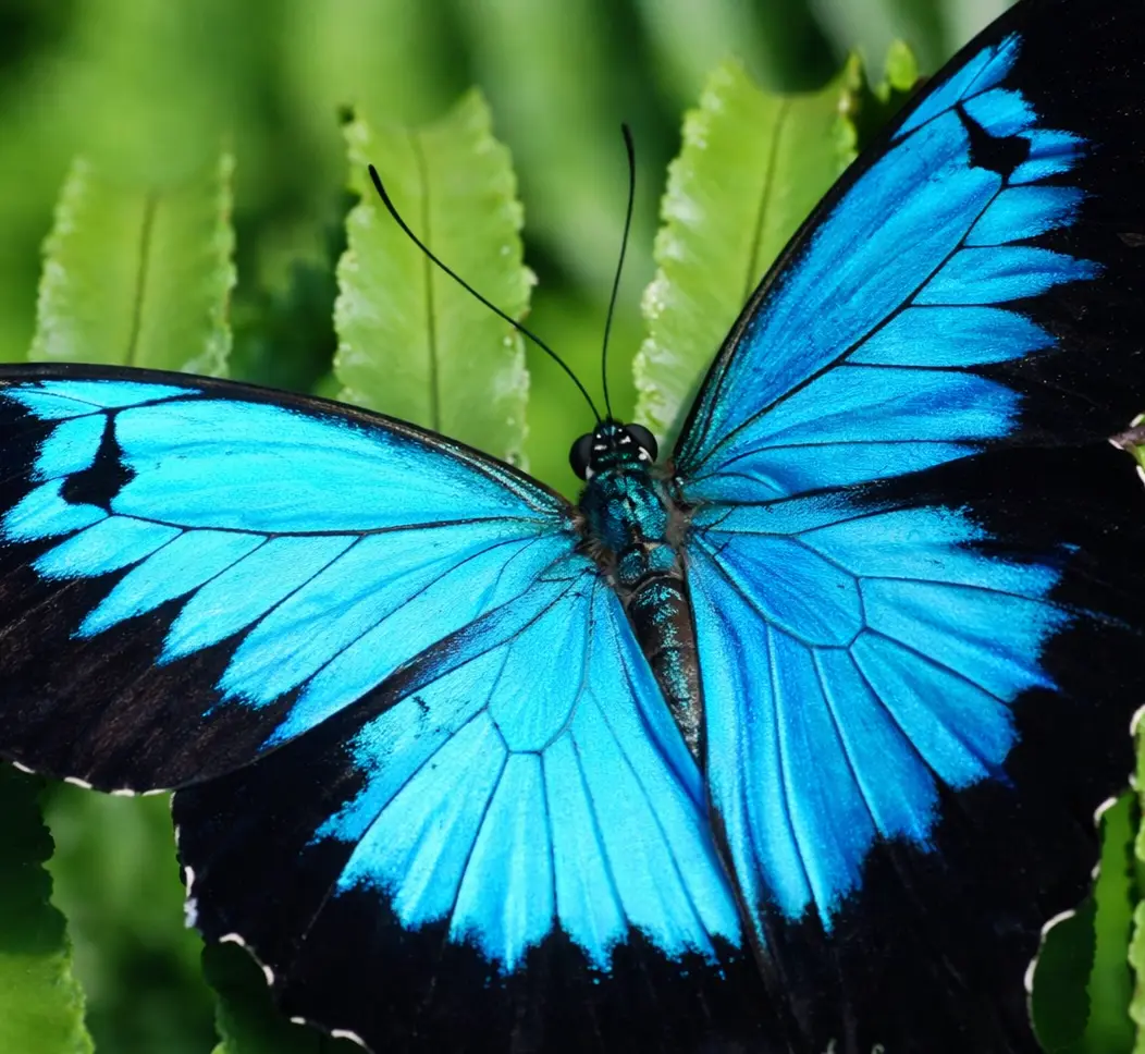 Species & Model Systems - Conduct Science