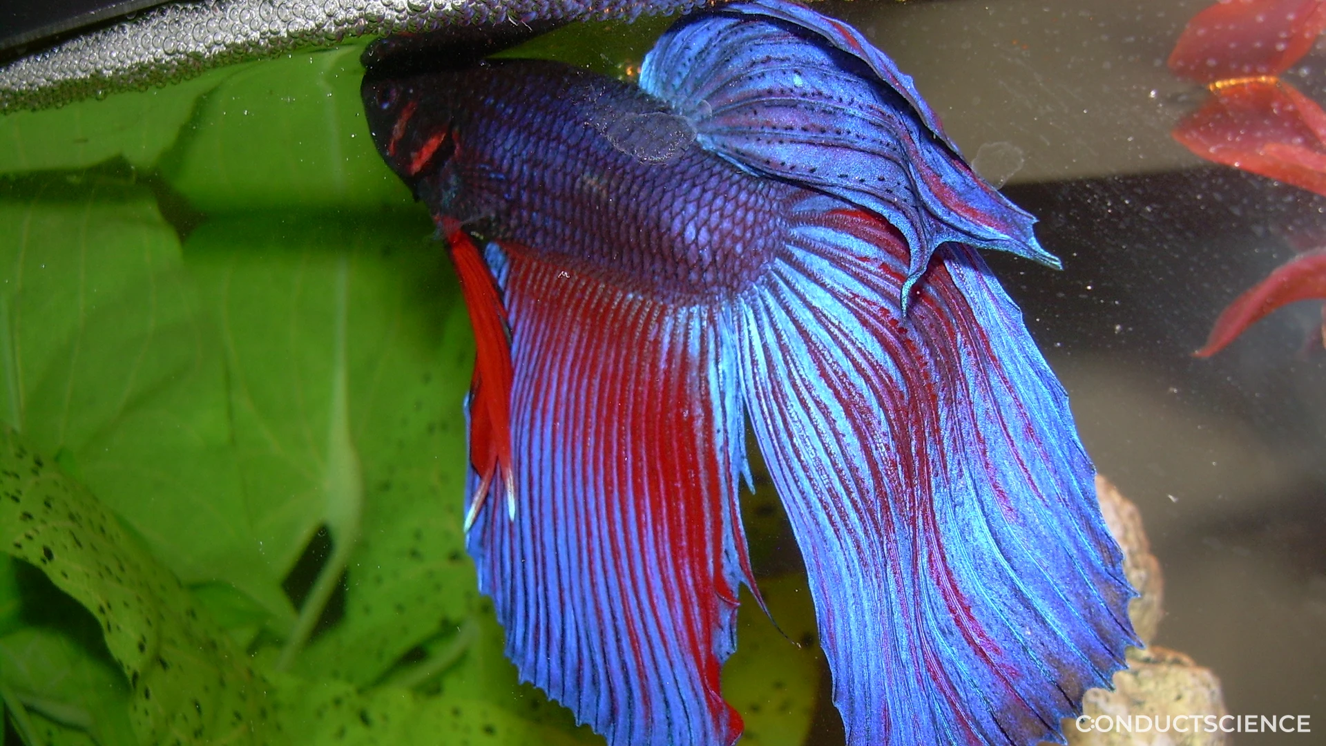 Betta Fish (Betta splendens) — ConductVision | ConductScience